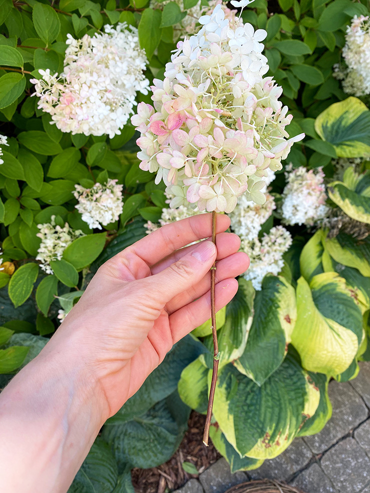 10-Minute DIY Real Hydrangea Wreath - Willow Bloom Home